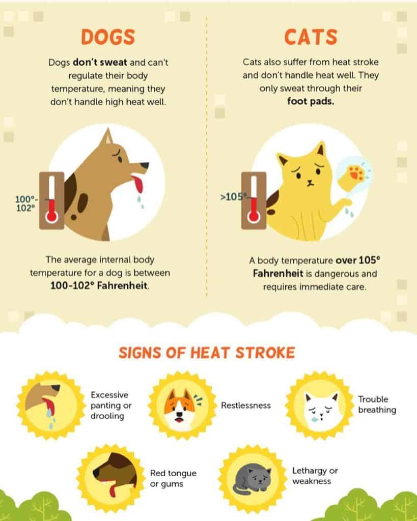 Strok Haba: Gejala, Rawatan Dan Cara Menanganinya